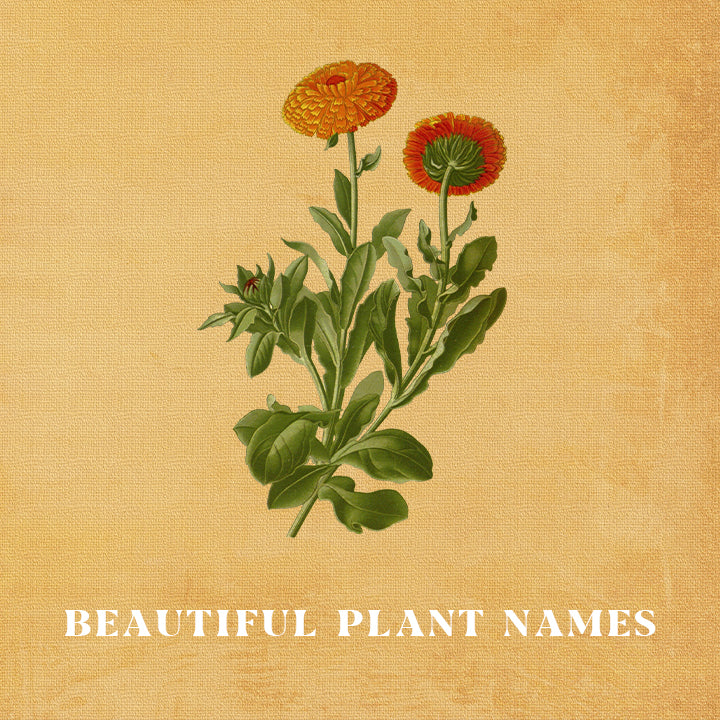 A Blog of Beautiful Plant Names – Shop Dixi